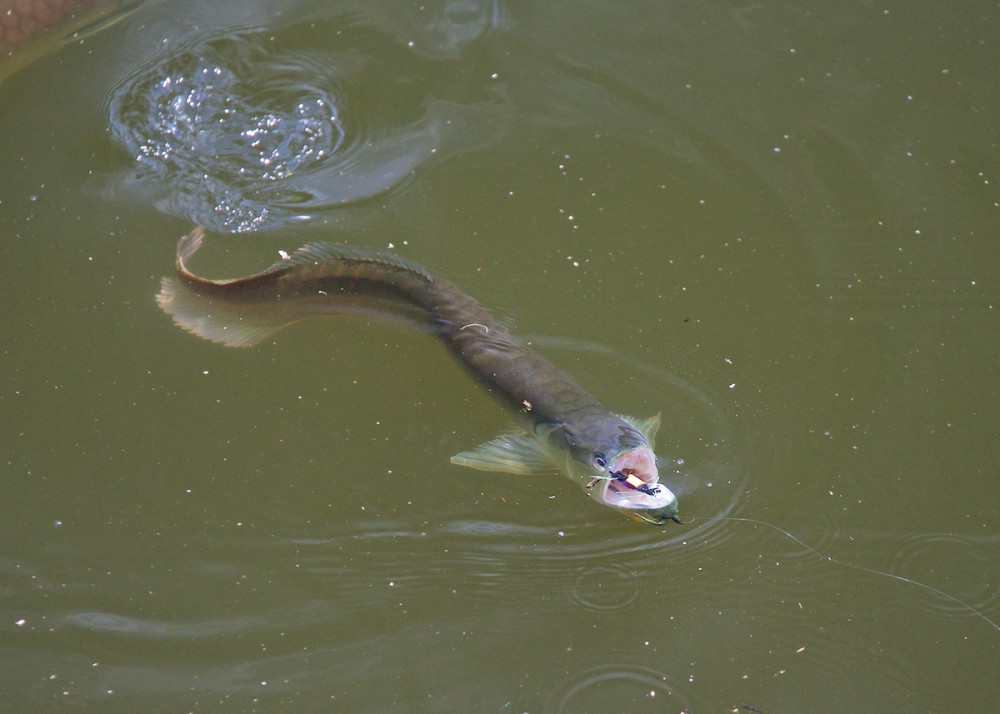 Pirarucú | Untamed Angling
