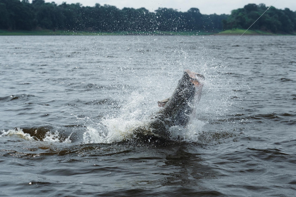 Pirarucú: Giant Arapaima Fishing in the Amazon