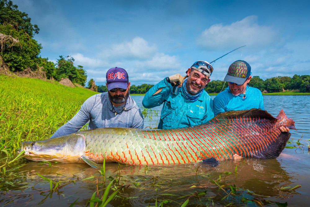 Arapaima | Pirarucú