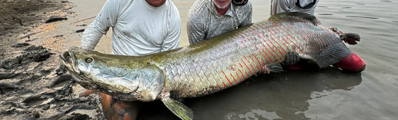 Pirarucú Season 2024 | Fishing report week 02 | Pirarucú