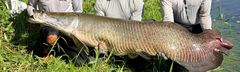 Pirarucú Lodge Fishing Report 2025 | Colors of the Season, Giants of ...