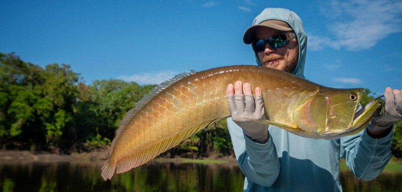 Pirarucu Season 2021 | Fishing Report | Pirarucú