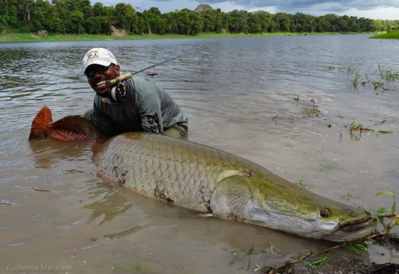 Pirarucu Season 2021 | Fishing Report | Pirarucú