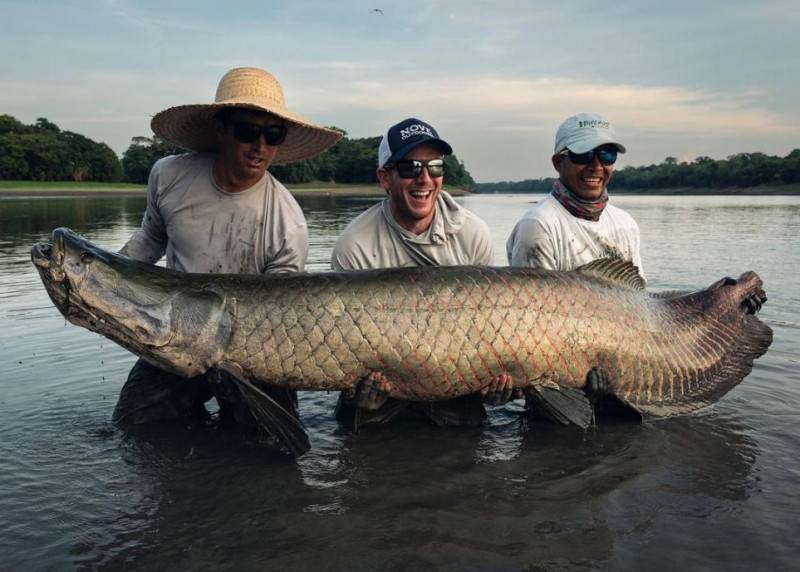 Pirarucu Season 2022 | Fishing report week 3 | Pirarucú