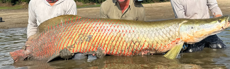 Pirarucú Season 2023 | Fishing report week 04 | Pirarucú